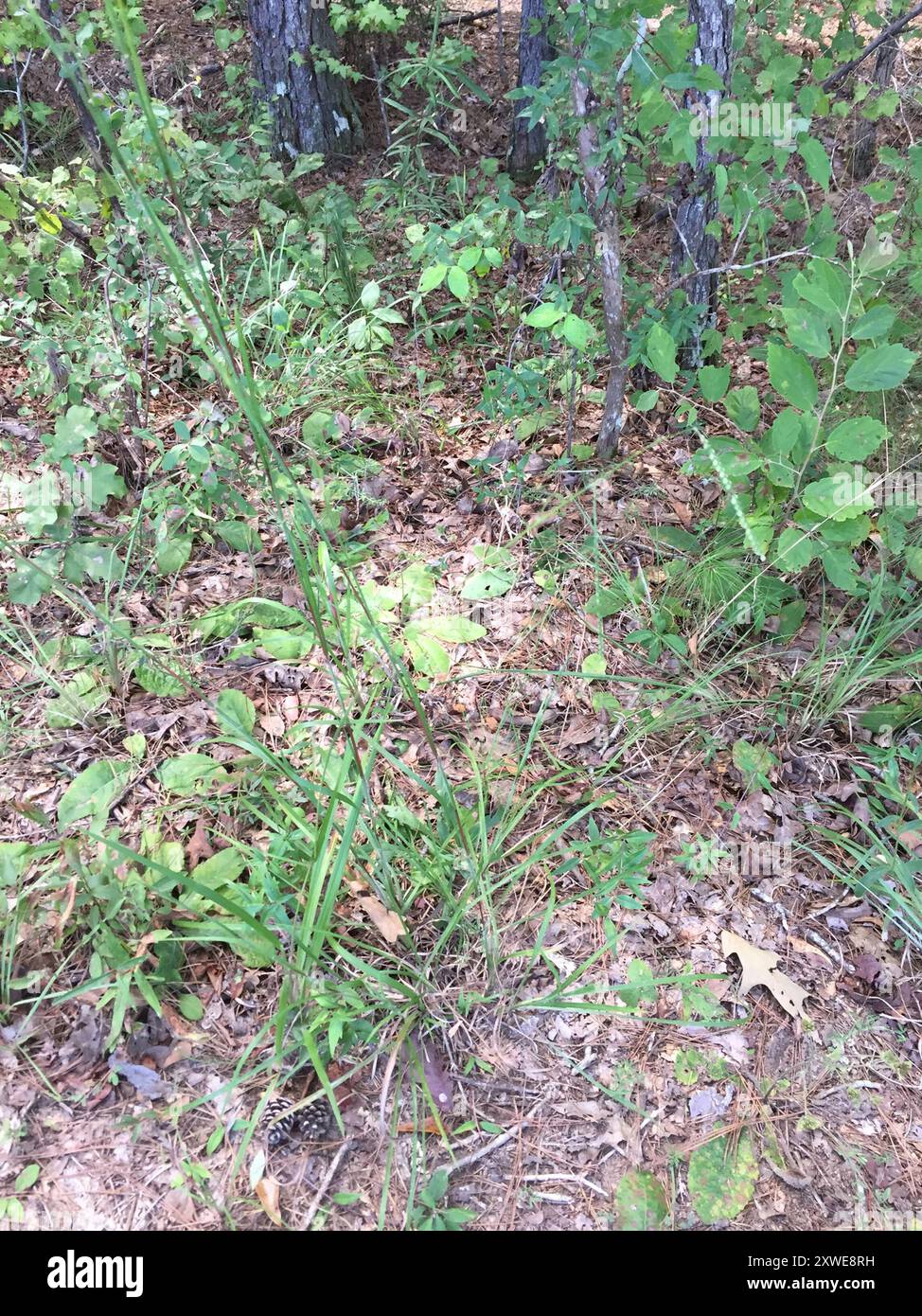 (Paspalum laeve laeve) Plantae Stock Photo - Alamy