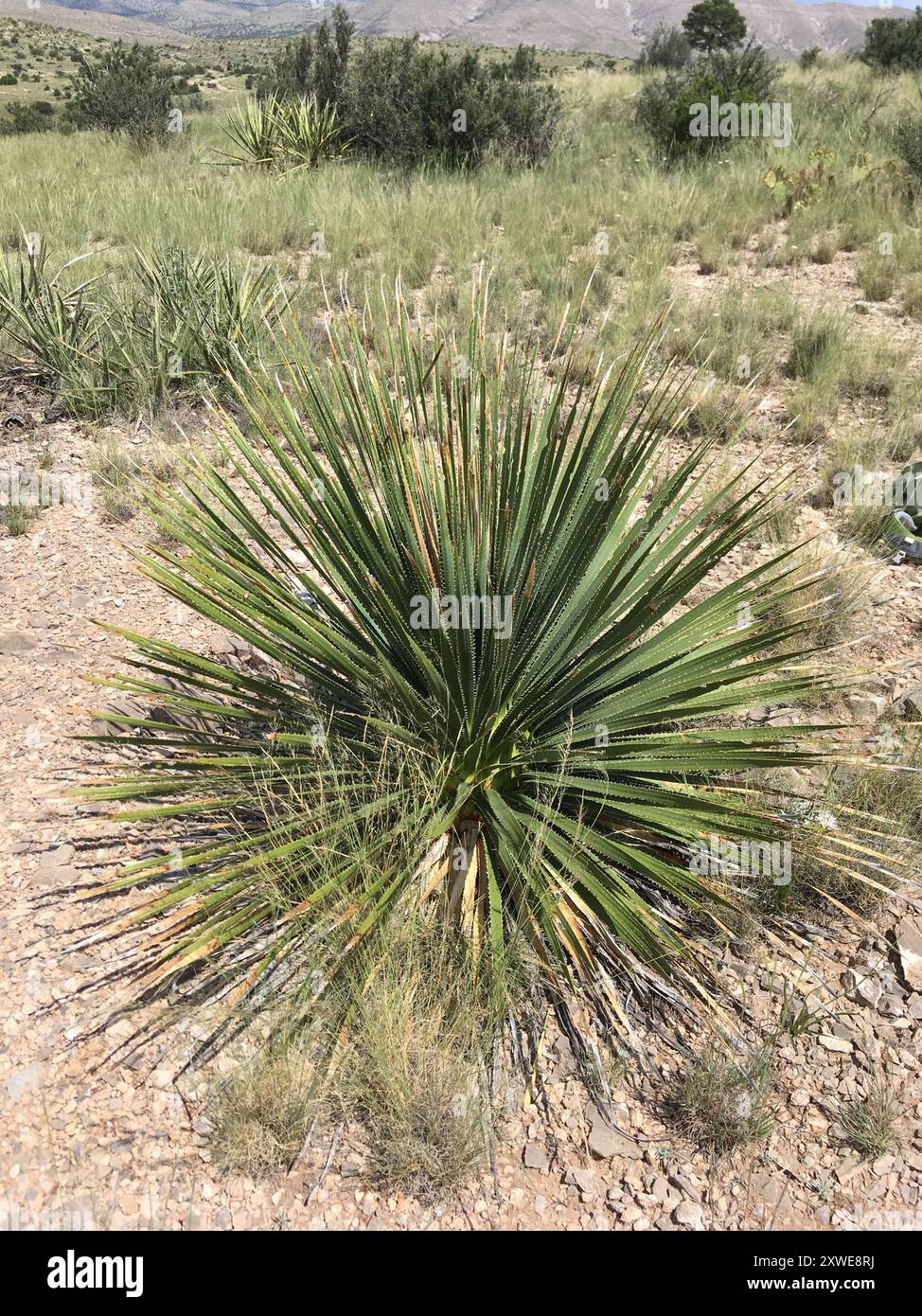 Wheeler sotol (Dasylirion wheeleri) Plantae Stock Photo - Alamy