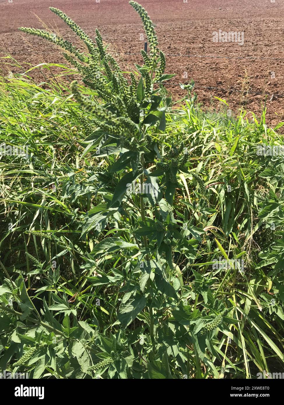 giant ragweed (Ambrosia trifida) Plantae Stock Photo - Alamy