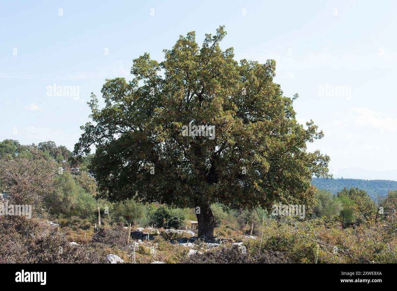 Valonia oak (Quercus ithaburensis macrolepis) Plantae Stock Photo - Alamy
