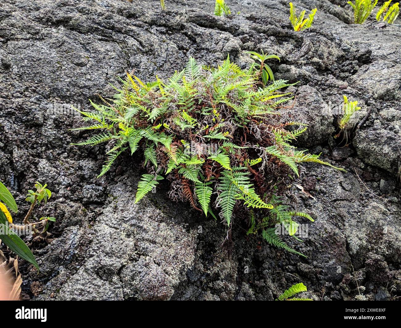 Silverback and Goldback Ferns (Pityrogramma) Plantae Stock Photo - Alamy
