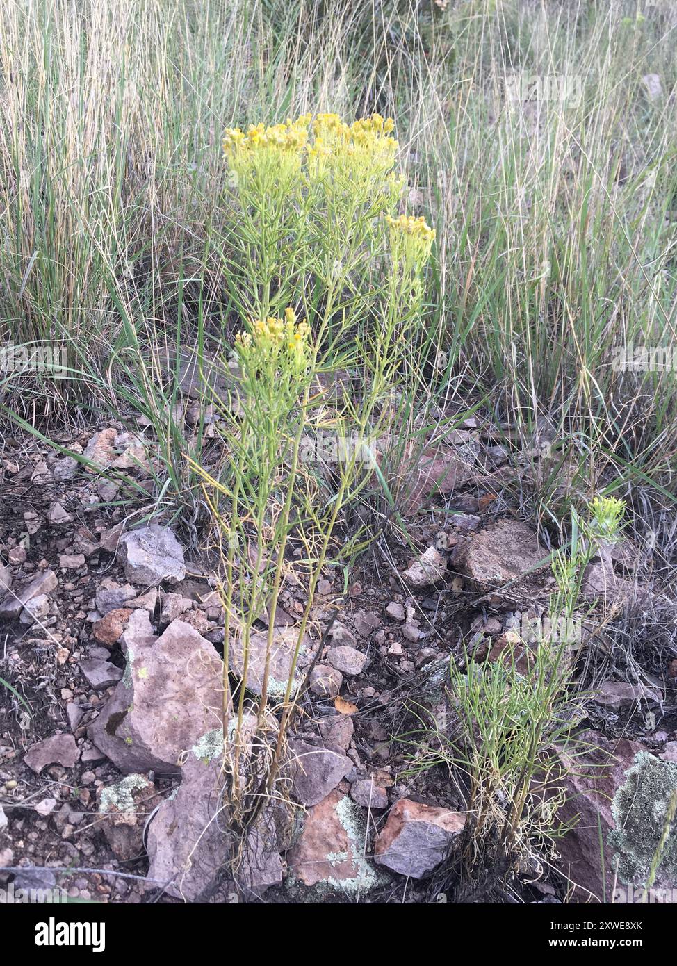 Pinaleno Mountain rubberweed (Hymenoxys ambigens neomexicana) Plantae ...