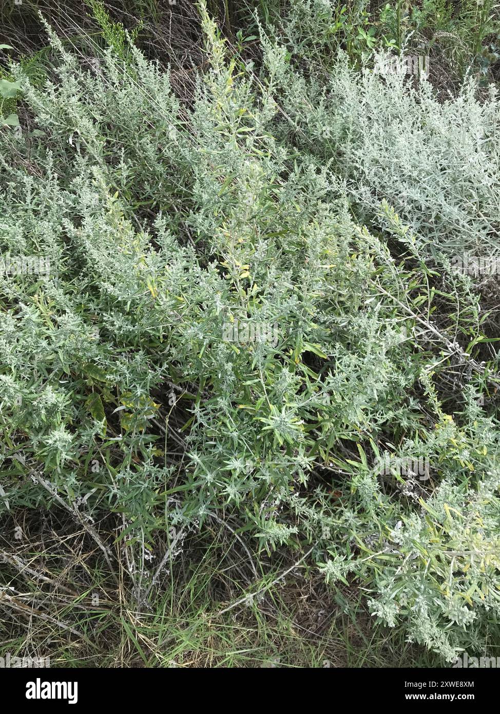 Silver Wormwood (Artemisia ludoviciana) Plantae Stock Photo - Alamy