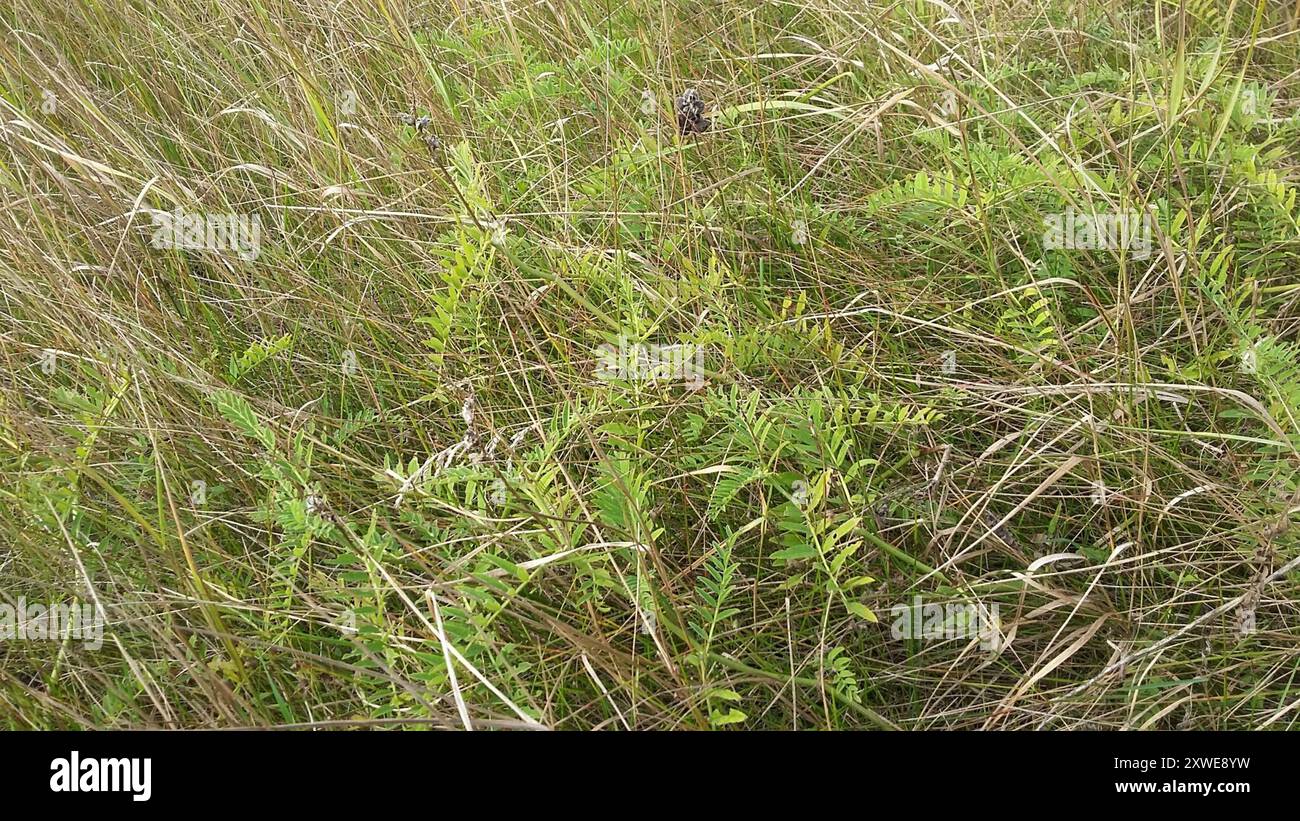 Chickpea Milkvetch (Astragalus cicer) Plantae Stock Photo - Alamy