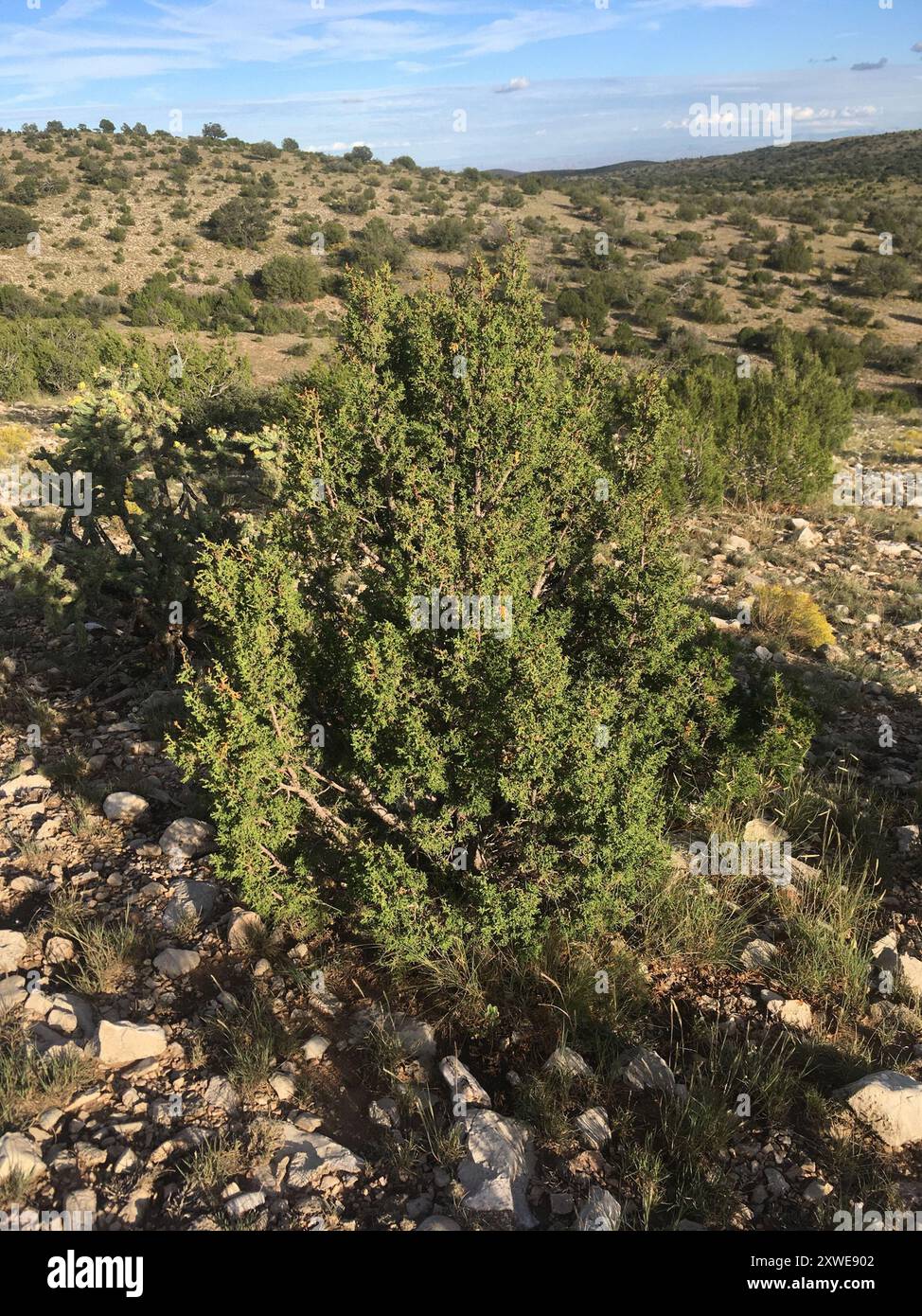 One-seed Juniper (Juniperus monosperma) Plantae Stock Photo - Alamy
