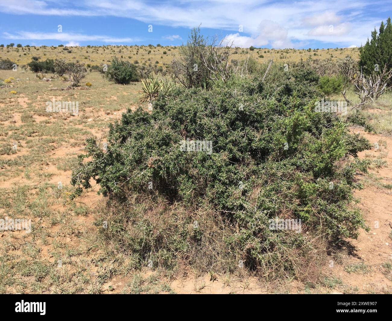 Bush Muhly (Muhlenbergia porteri) Plantae Stock Photo - Alamy