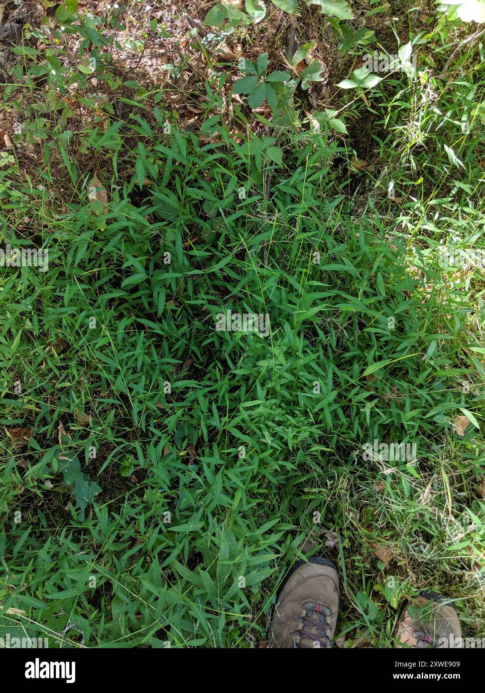 Japanese stiltgrass (Microstegium vimineum) Plantae Stock Photo - Alamy