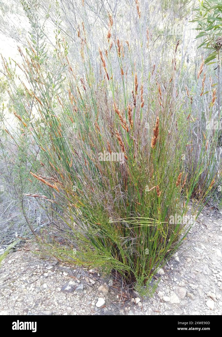 Horse Goldreed (Elegia equisetacea) Plantae Stock Photo - Alamy
