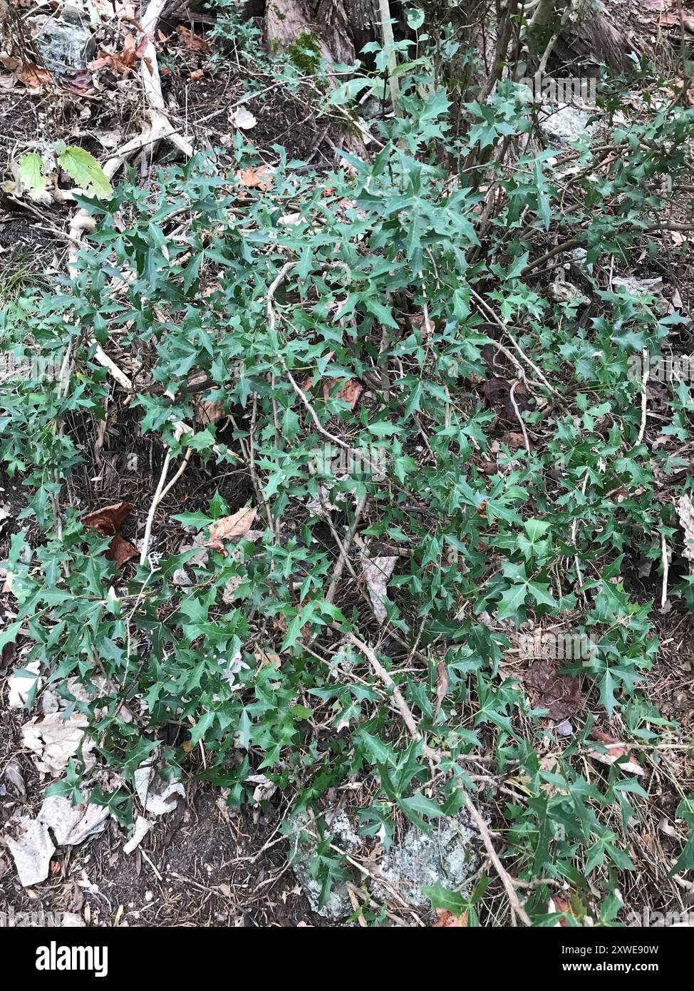 Agarita (Berberis trifoliolata) Plantae Stock Photo - Alamy