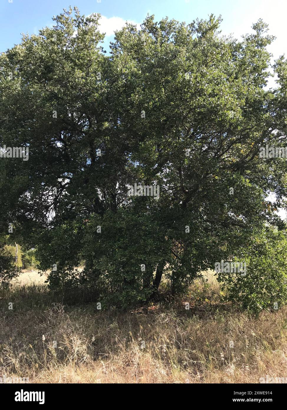 Texas live oak (Quercus fusiformis) Plantae Stock Photo - Alamy
