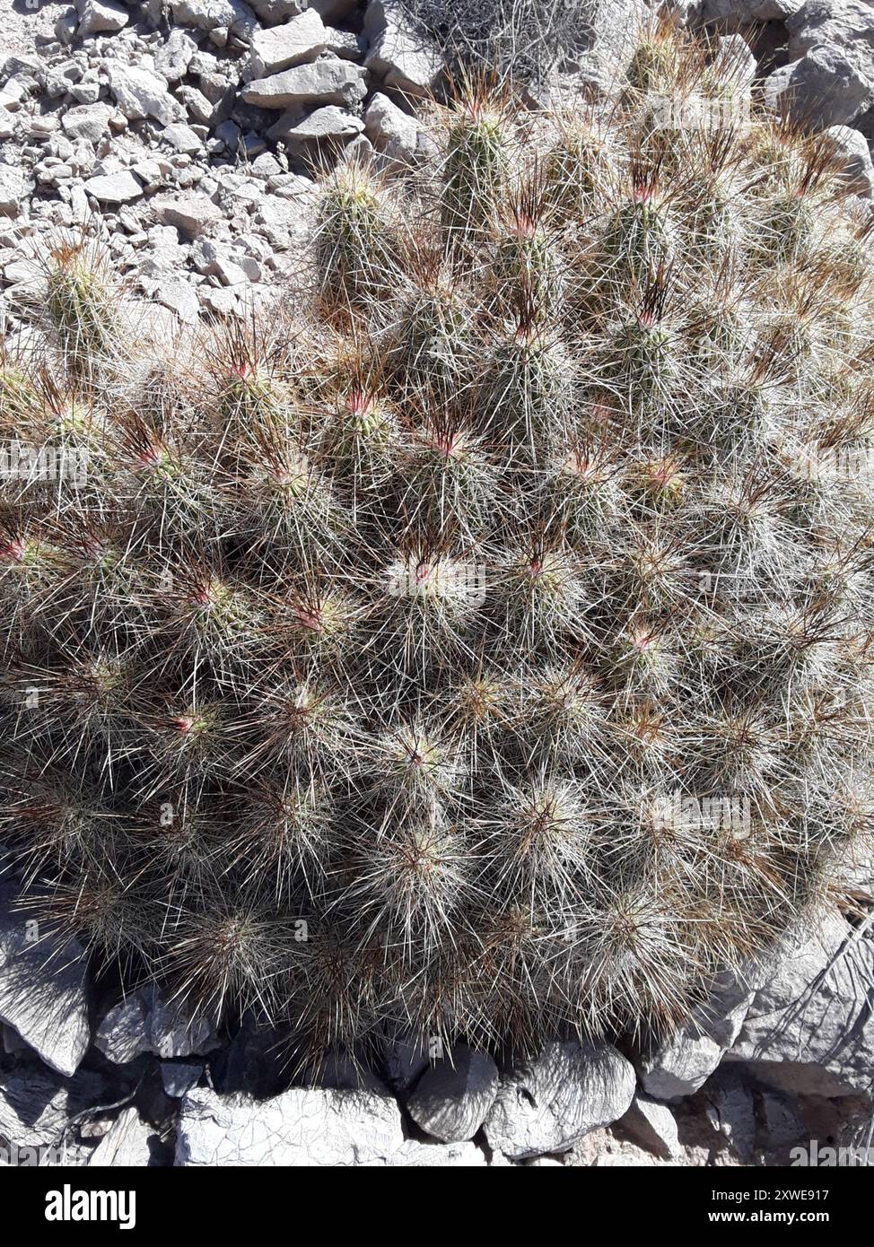 strawberry hedgehog cactus (Echinocereus stramineus) Plantae Stock ...