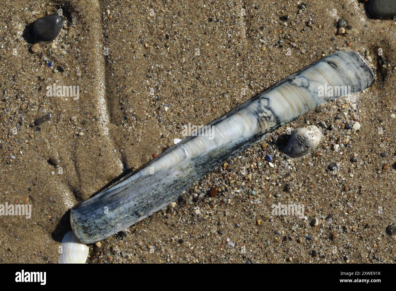 Pod Razor (Ensis siliqua) Mollusca Stock Photo - Alamy