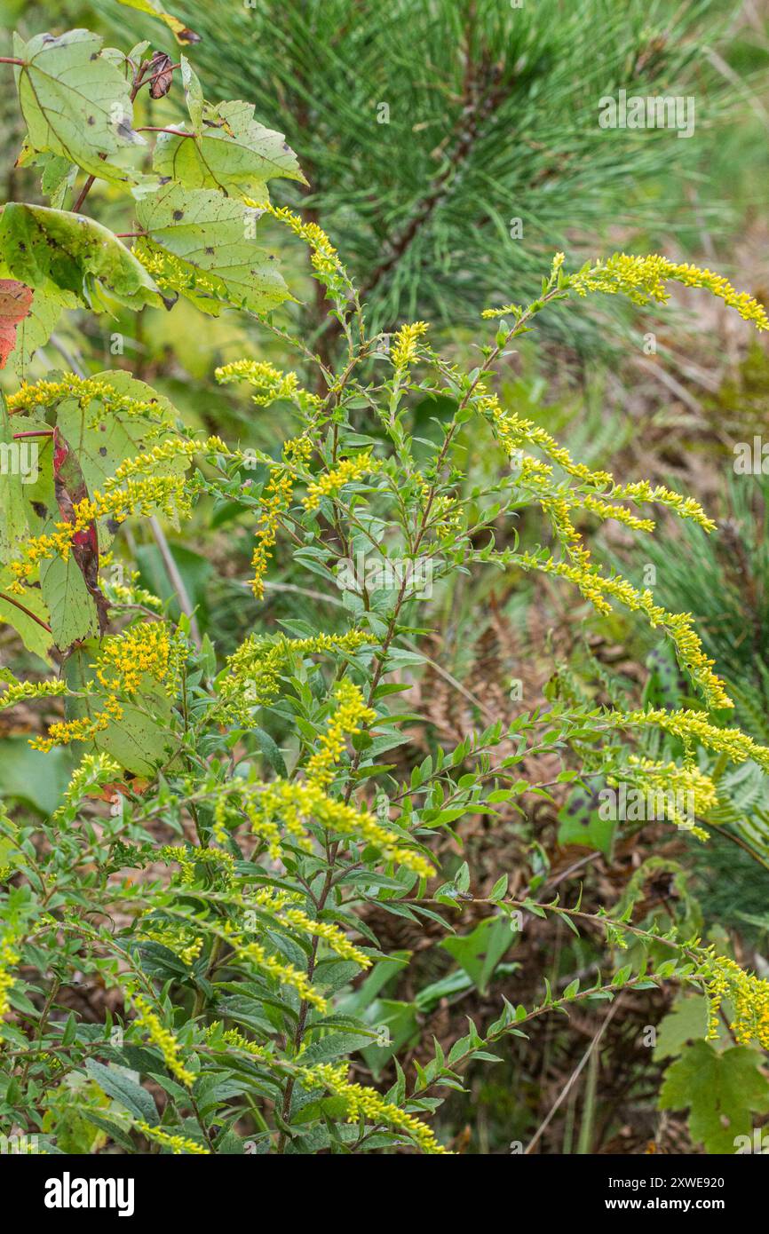 common wrinkle-leaved goldenrod (Solidago rugosa) Plantae Stock Photo ...