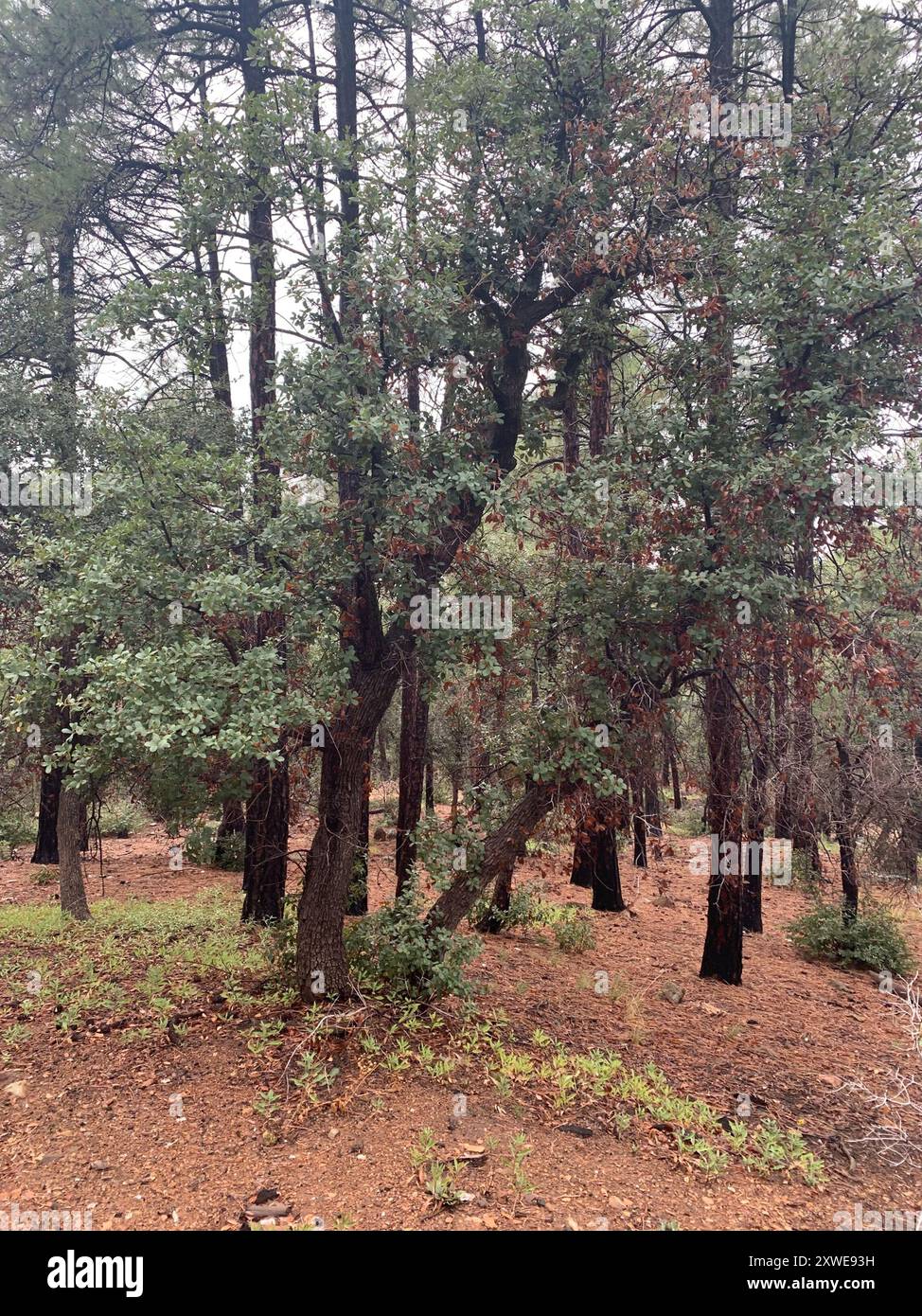 Arizona white oak (Quercus arizonica) Plantae Stock Photo - Alamy