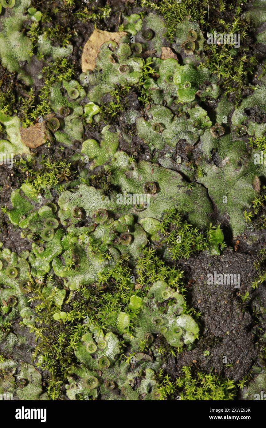 (Marchantia polymorpha ruderalis) Plantae Stock Photo - Alamy
