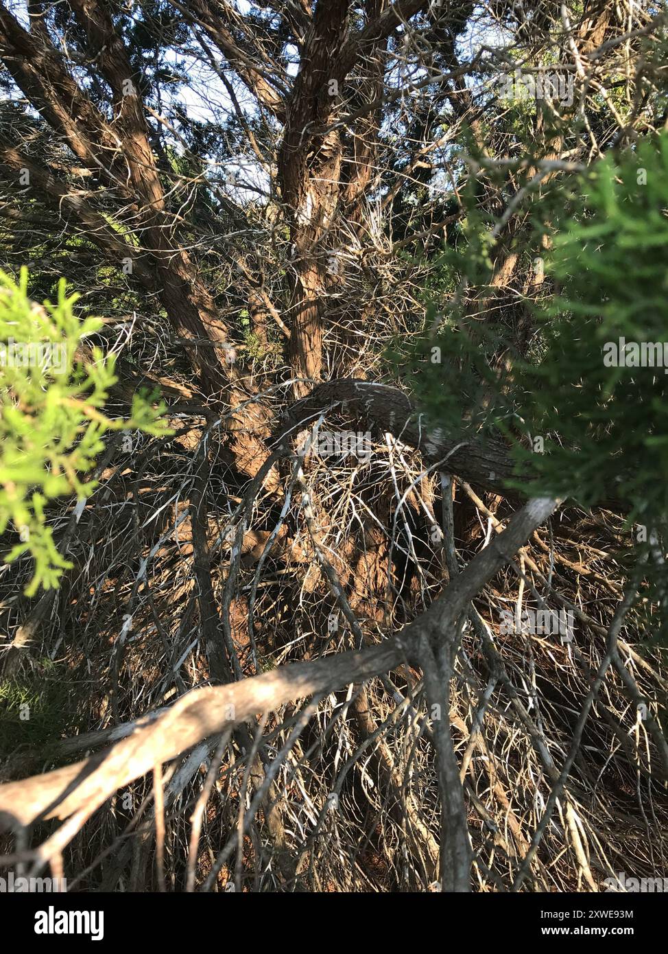 Ashe juniper (Juniperus ashei) Plantae Stock Photo - Alamy