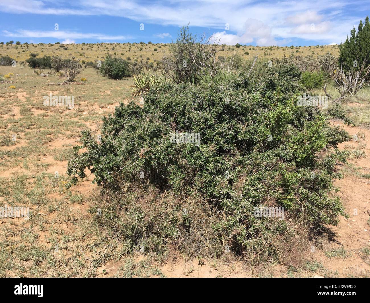 little leaf sumac (Rhus microphylla) Plantae Stock Photo - Alamy