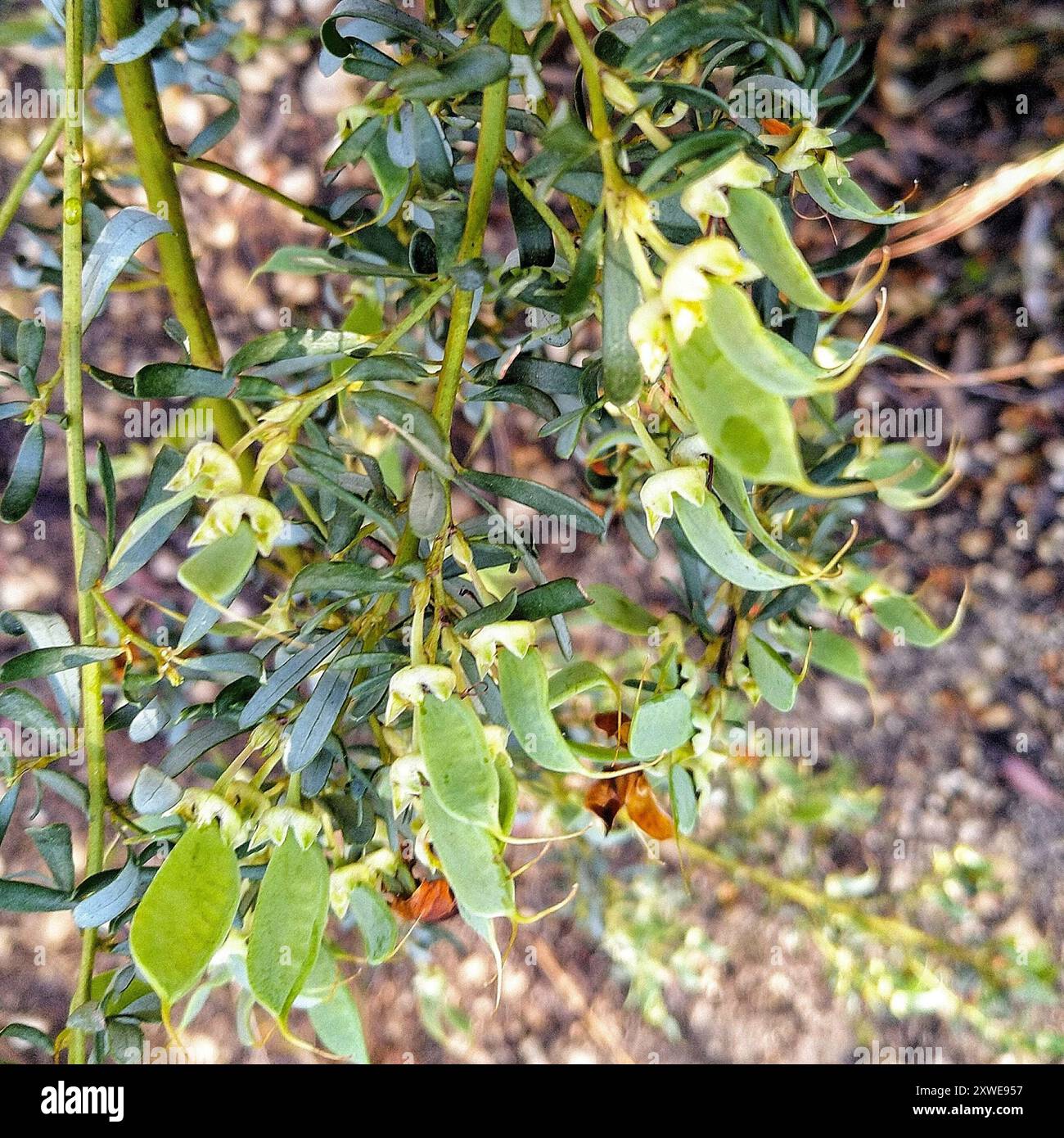 Vlei Honeybush (Cyclopia subternata) Plantae Stock Photo - Alamy