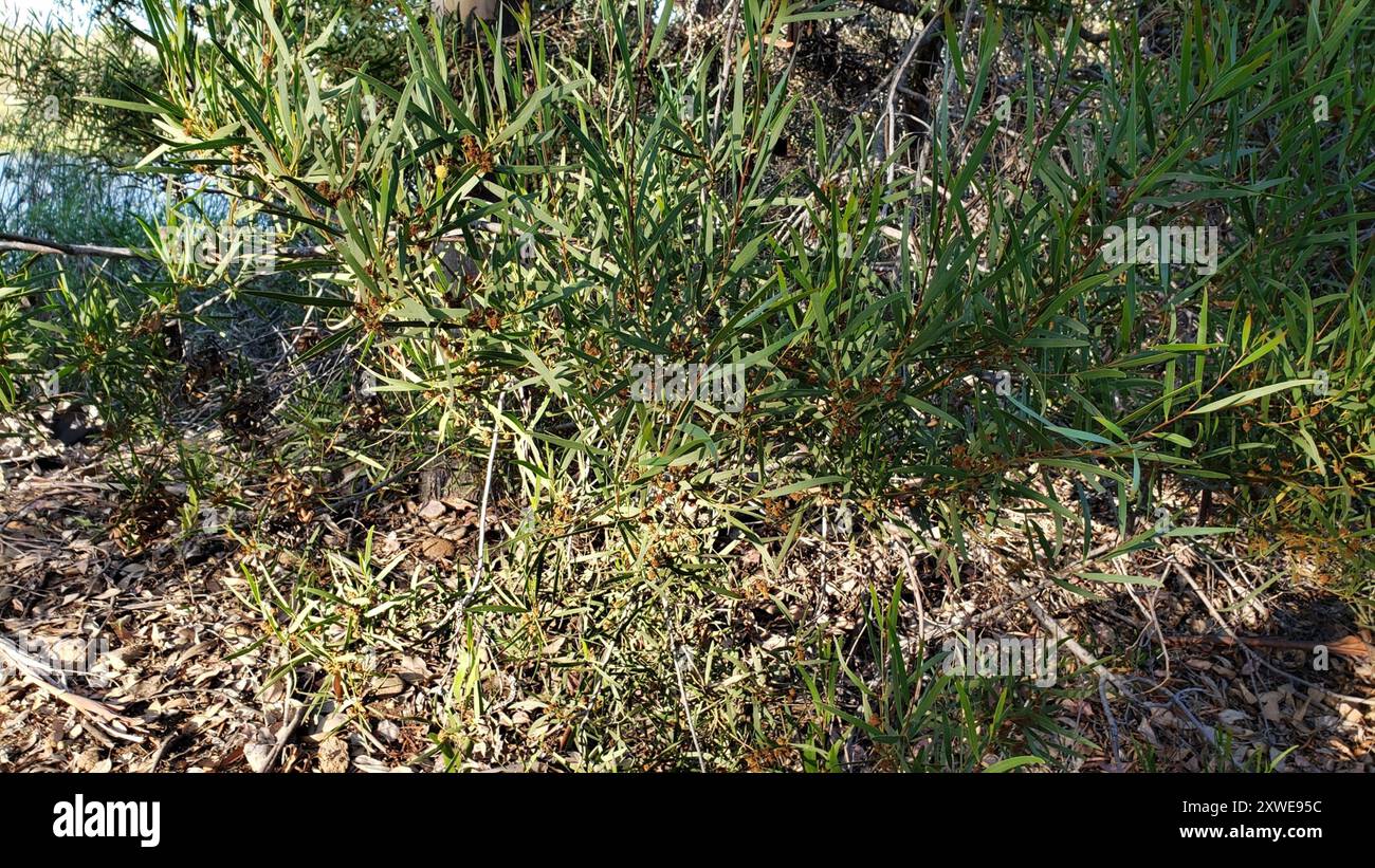 western coastal wattle (Acacia cyclops) Plantae Stock Photo - Alamy