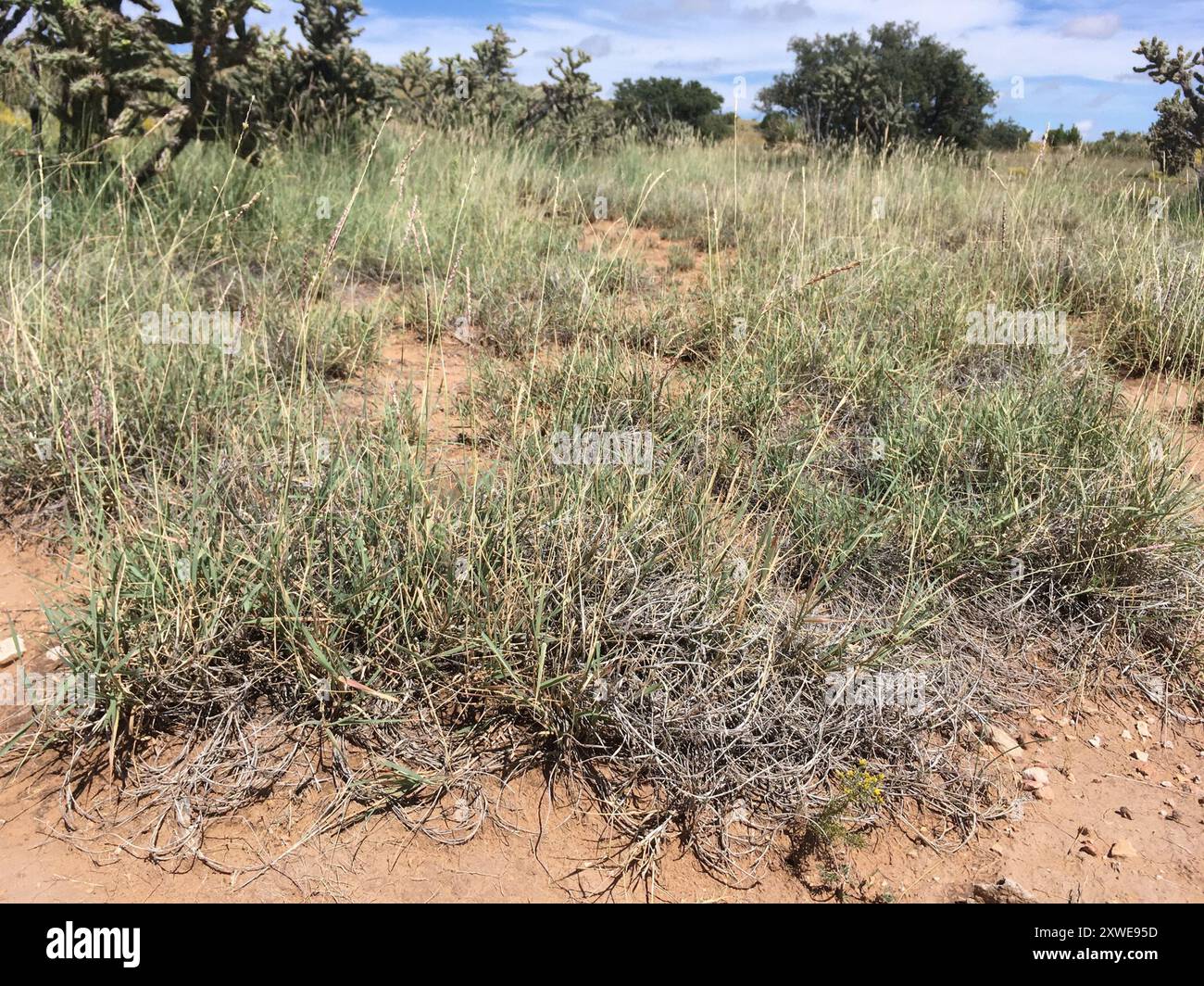 tobosagrass (Hilaria mutica) Plantae Stock Photo - Alamy