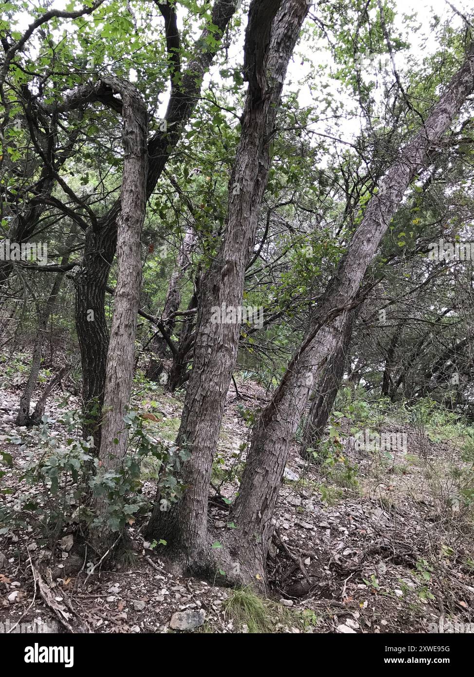White Shin Oak (Quercus sinuata breviloba) Plantae Stock Photo - Alamy