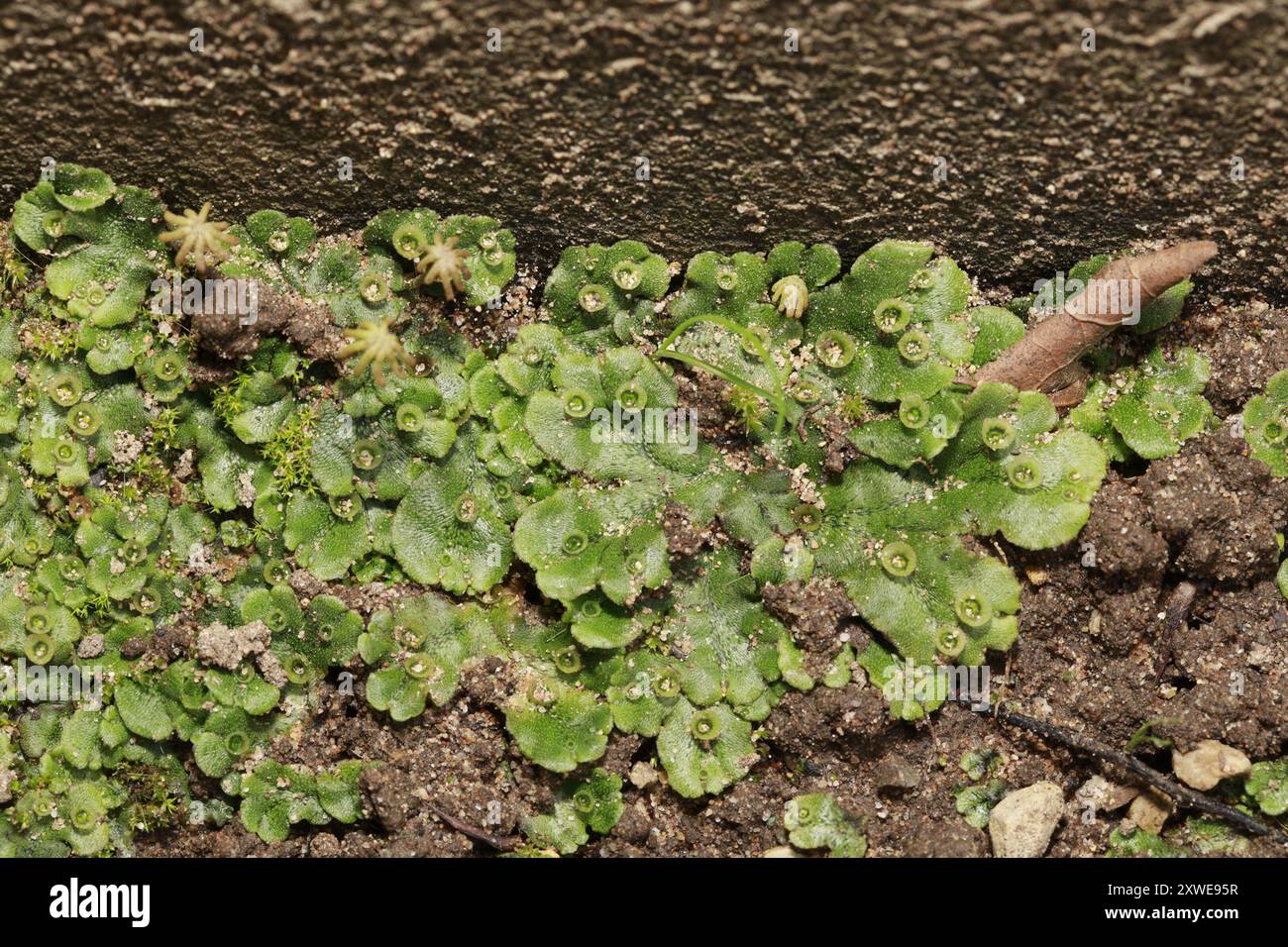 (Marchantia polymorpha ruderalis) Plantae Stock Photo - Alamy