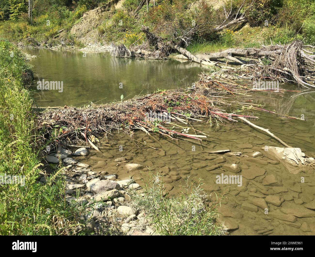 American Beaver (Castor canadensis) Mammalia Stock Photo - Alamy