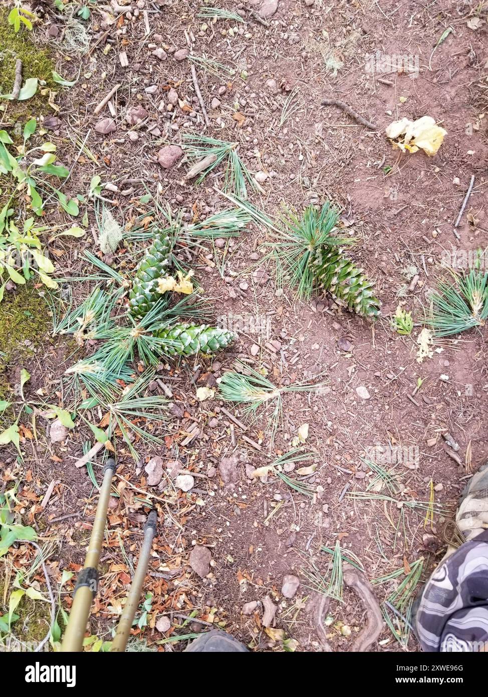 limber pine (Pinus flexilis) Plantae Stock Photo - Alamy