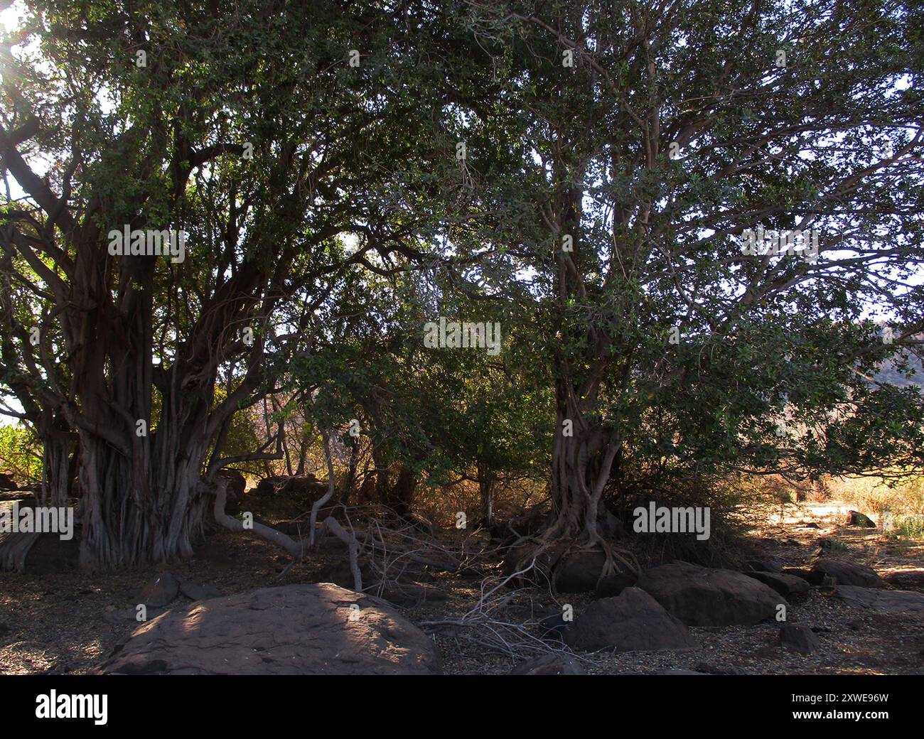 Common Wild Fig (Ficus burkei) Plantae Stock Photo - Alamy