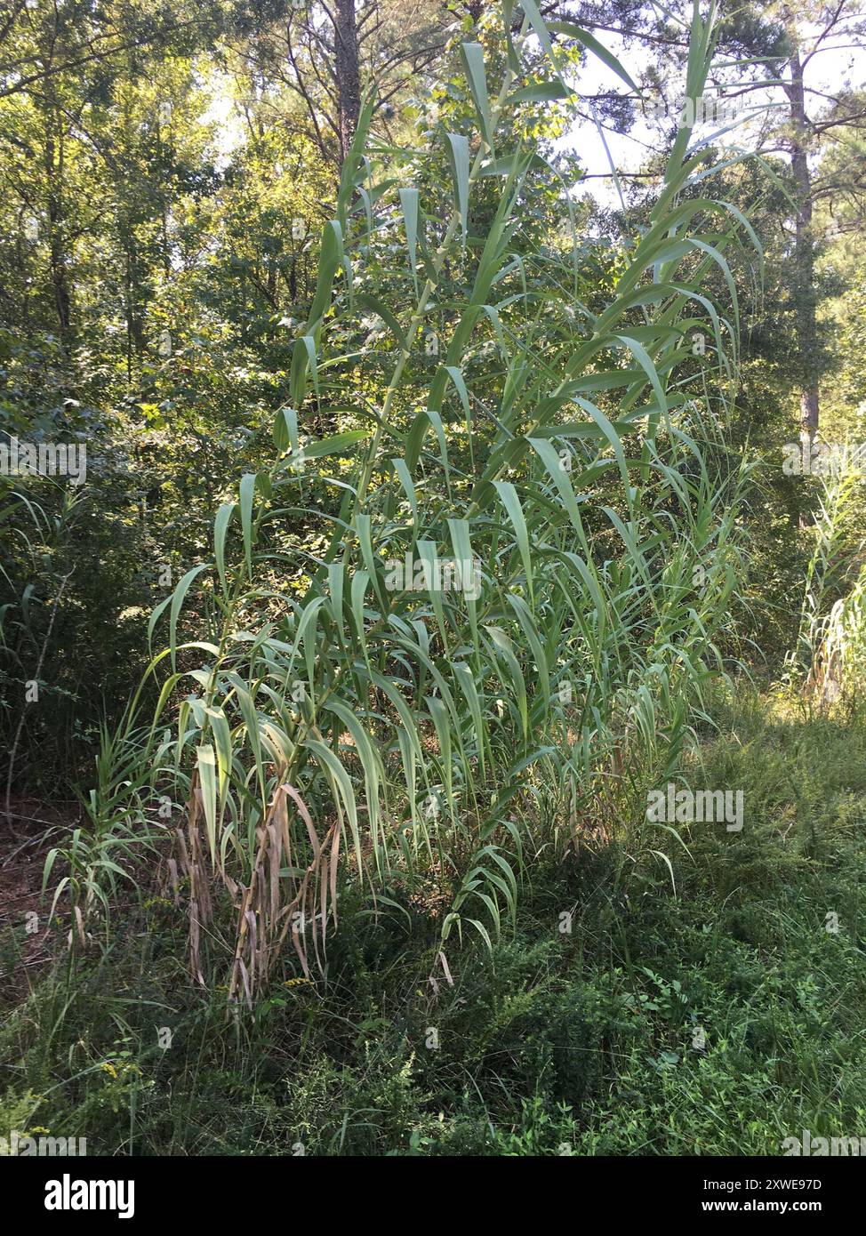 giant reed (Arundo donax) Plantae Stock Photo - Alamy