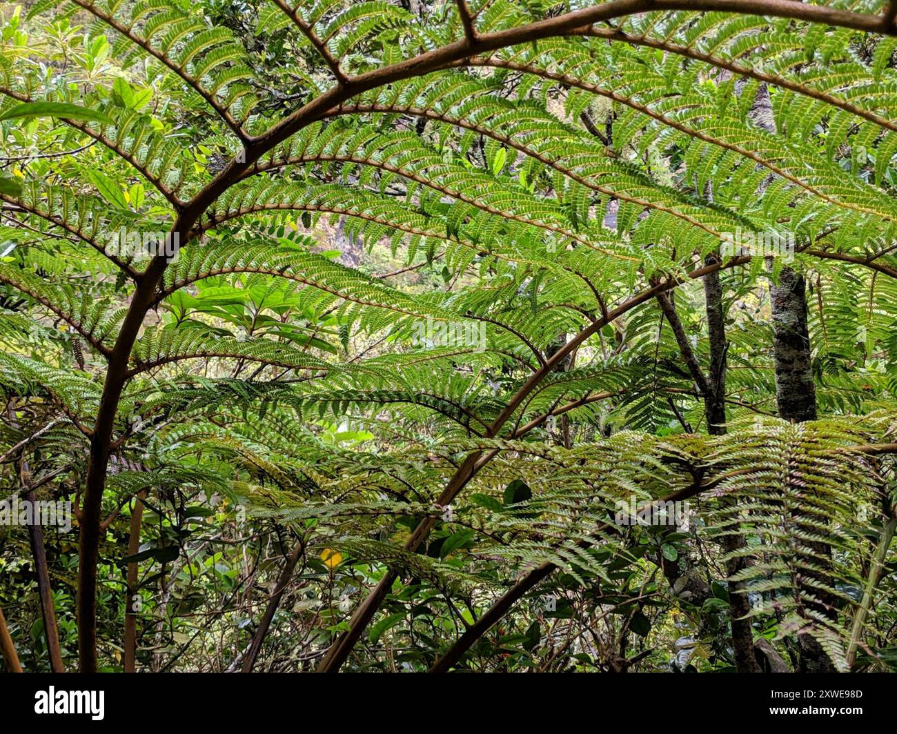 scaly tree ferns (Cyathea) Plantae Stock Photo - Alamy