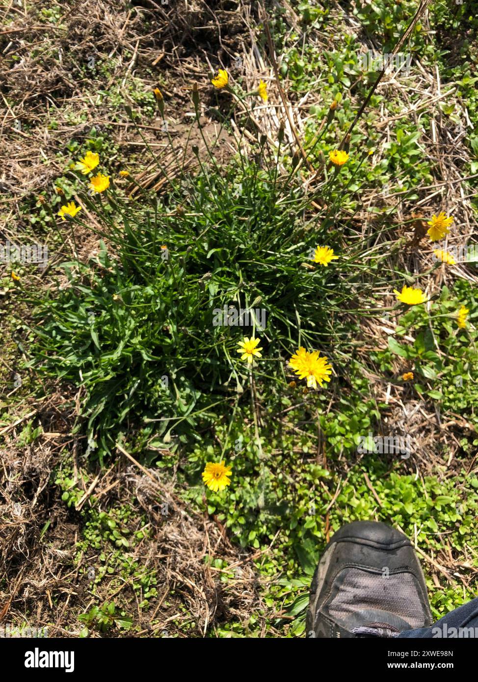 Autumn Hawkbit (Scorzoneroides autumnalis) Plantae Stock Photo - Alamy