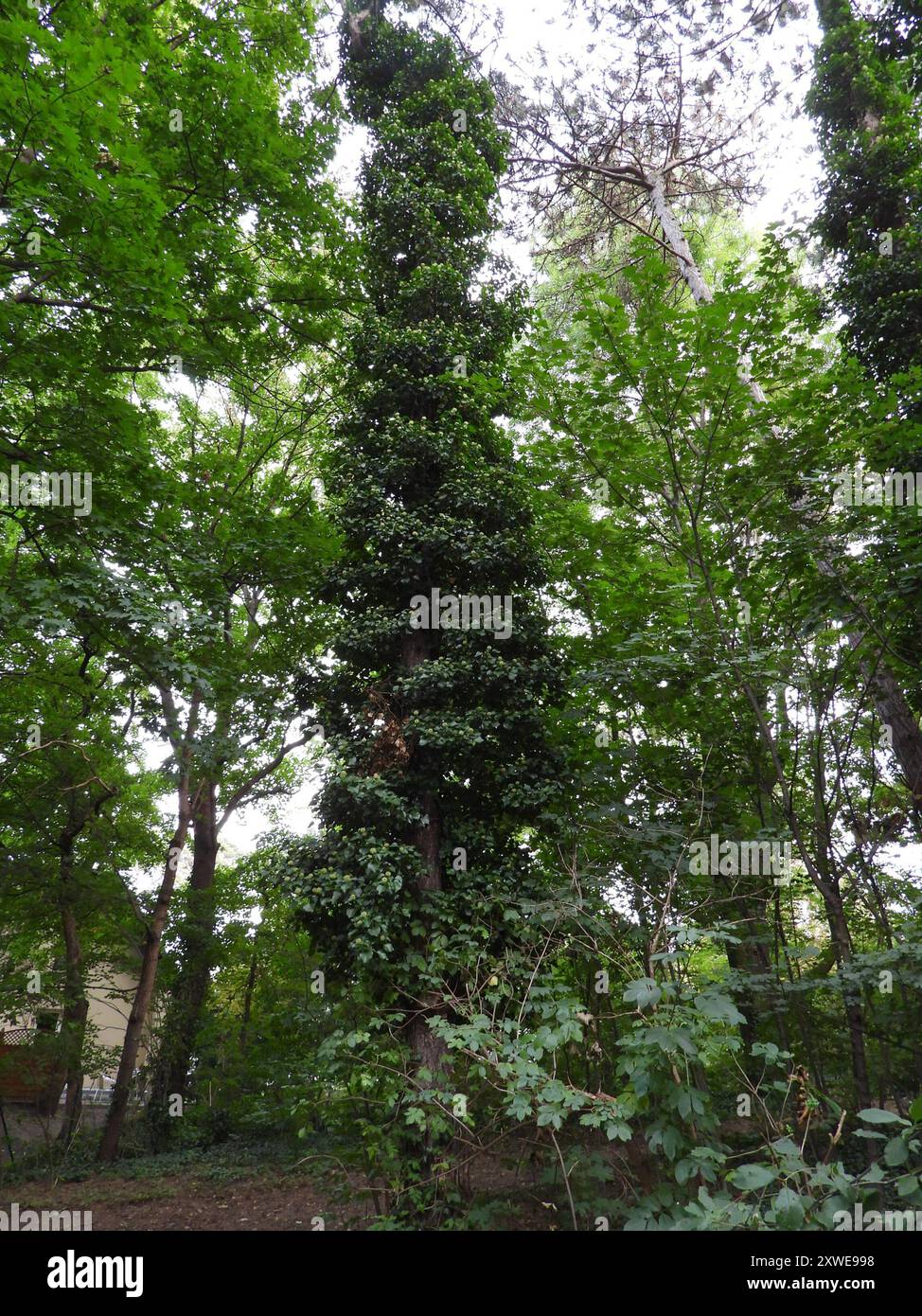 common ivy (Hedera helix) Plantae Stock Photo - Alamy