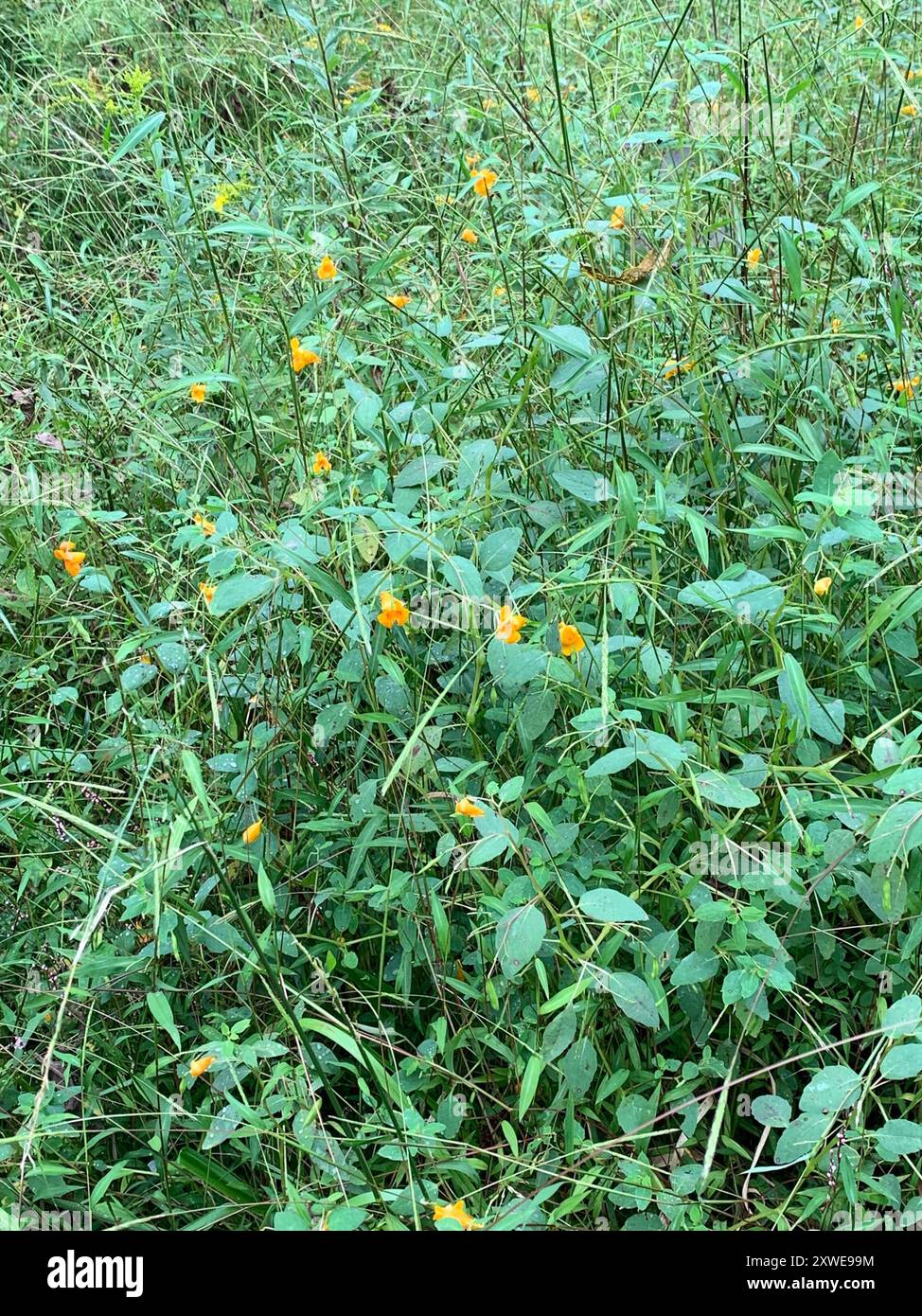 common jewelweed (Impatiens capensis) Plantae Stock Photo - Alamy