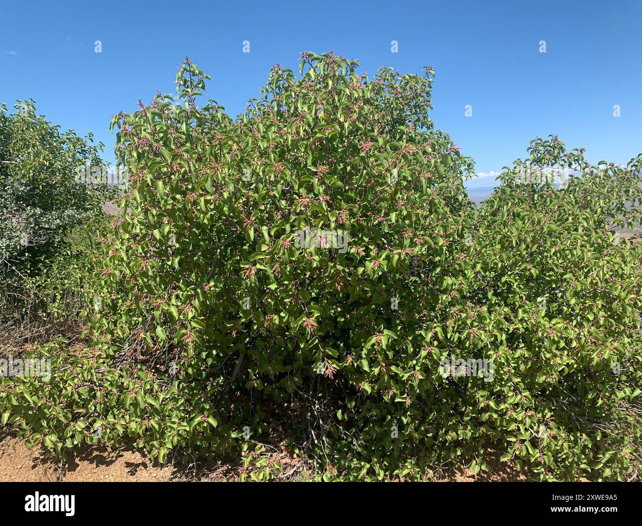 sugar bush (Rhus ovata) Plantae Stock Photo - Alamy