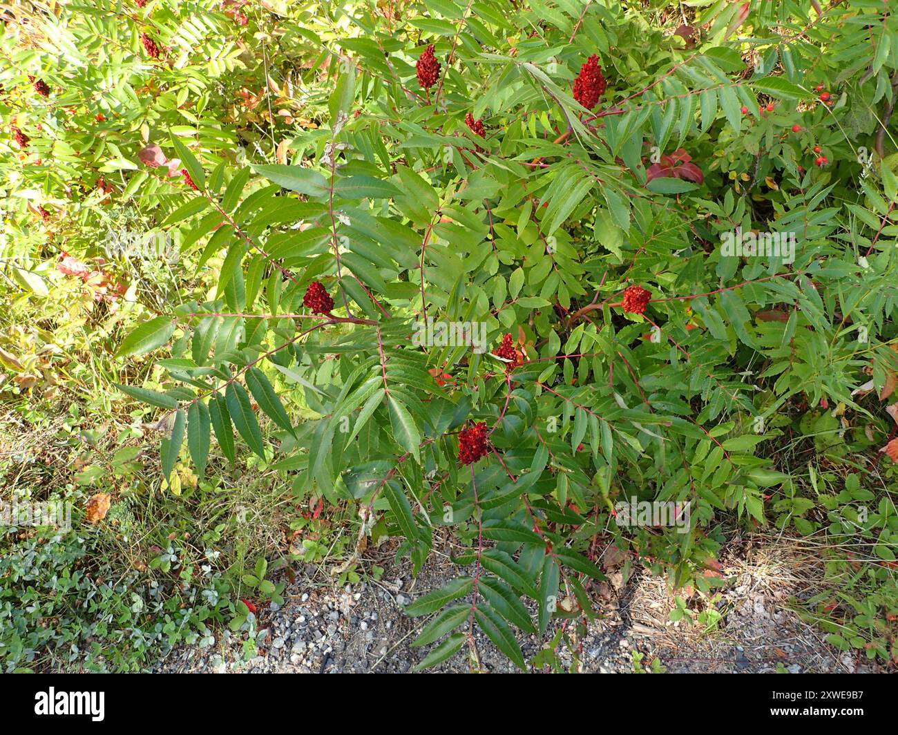 smooth sumac (Rhus glabra) Plantae Stock Photo - Alamy