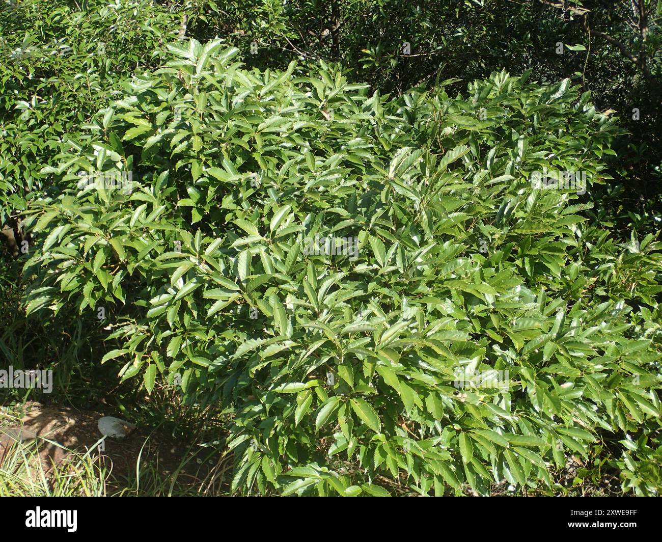ring-cupped oak (Quercus glauca) Plantae Stock Photo - Alamy