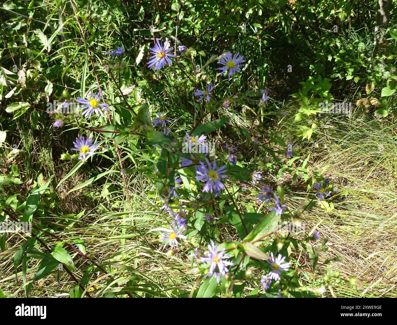swamp aster (Symphyotrichum puniceum) Plantae Stock Photo - Alamy