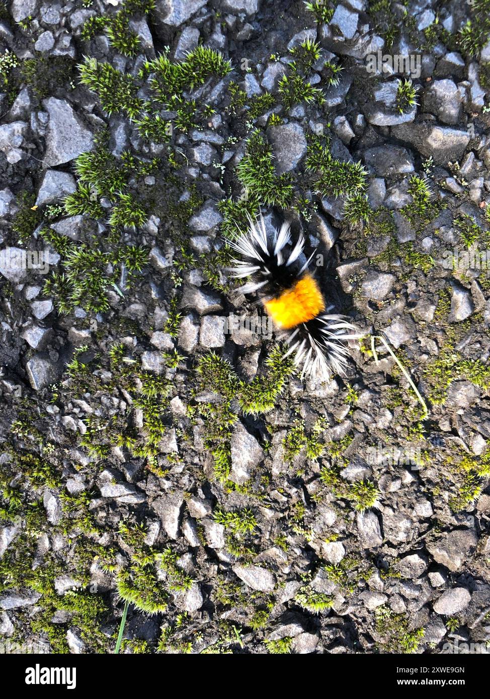 Spotted Tussock Moth (Lophocampa maculata) Insecta Stock Photo - Alamy
