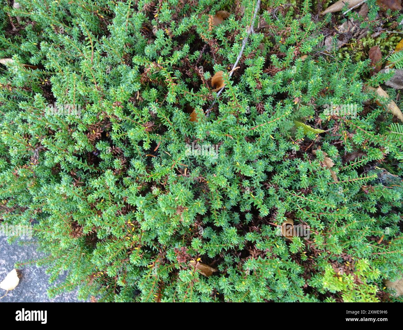 black crowberry (Empetrum nigrum) Plantae Stock Photo - Alamy