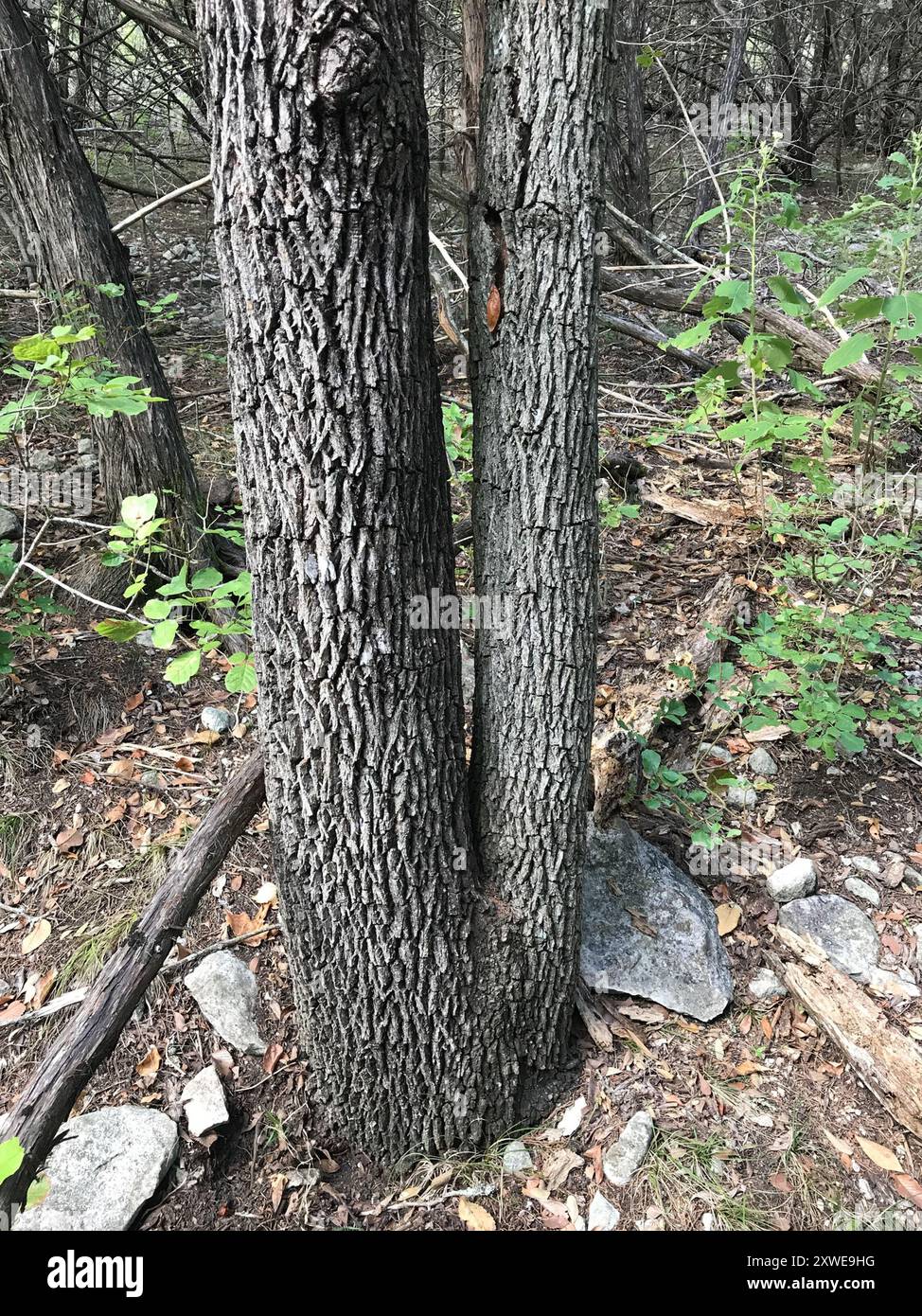Gum bumelia (Sideroxylon lanuginosum) Plantae Stock Photo - Alamy
