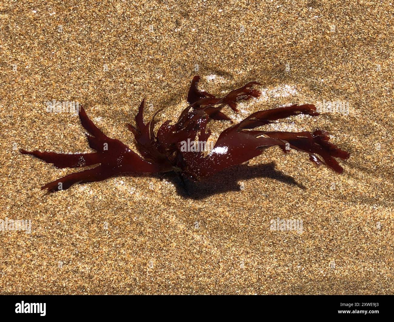 (Callophyllis violacea) Plantae Stock Photo - Alamy