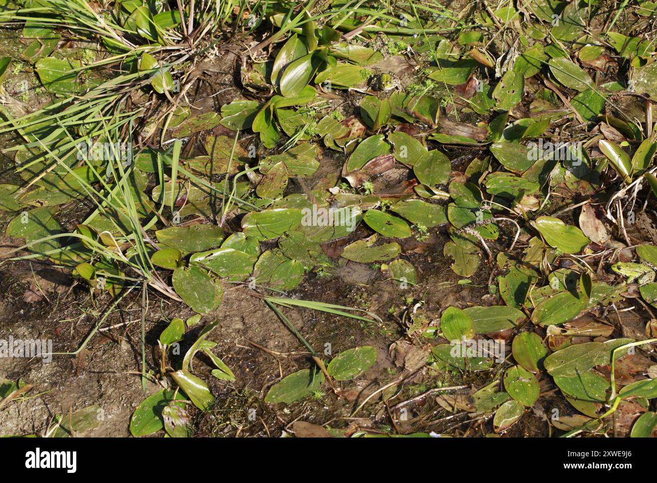 floating-leaved pondweed (Potamogeton natans) Plantae Stock Photo - Alamy