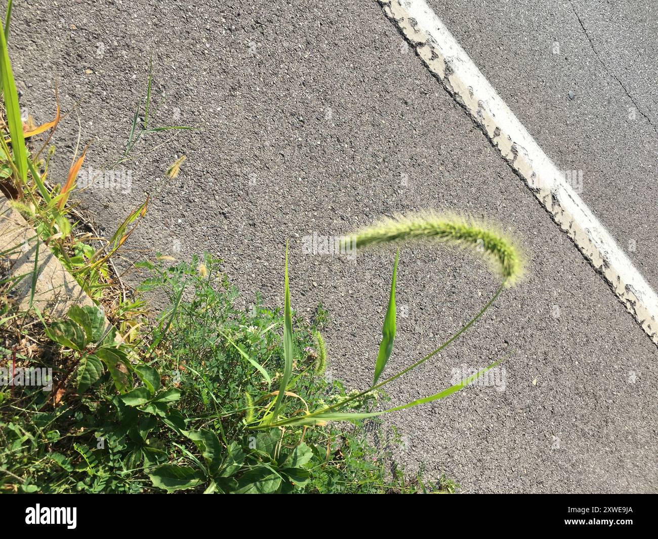 giant foxtail (Setaria faberi) Plantae Stock Photo - Alamy