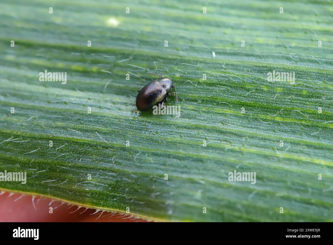 Flea beetle (Chrysomelidae, Alticinae). Common and dangerous plant ...