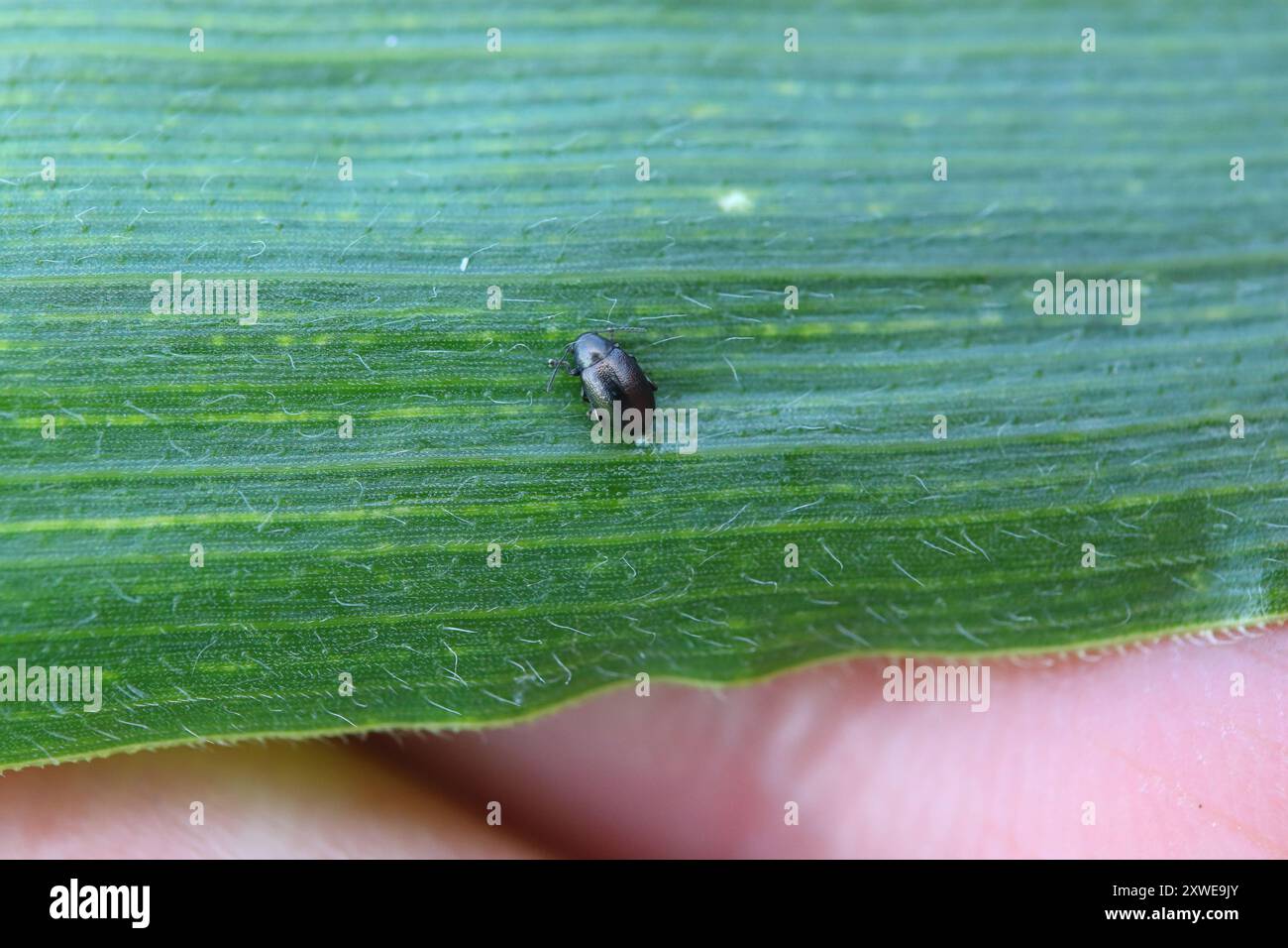 Alticinae hi-res stock photography and images - Alamy