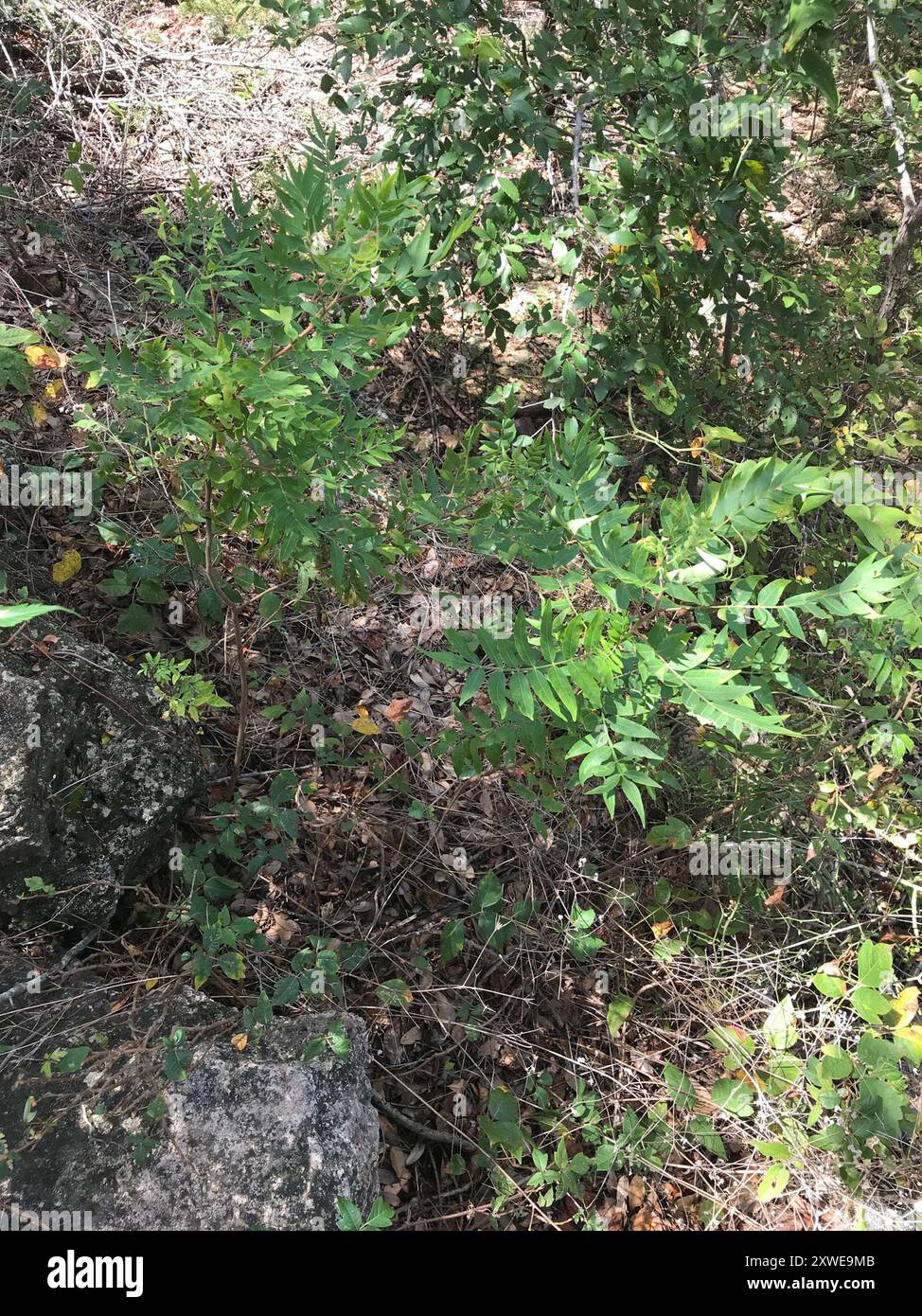 Prairie flameleaf sumac (Rhus lanceolata) Plantae Stock Photo - Alamy