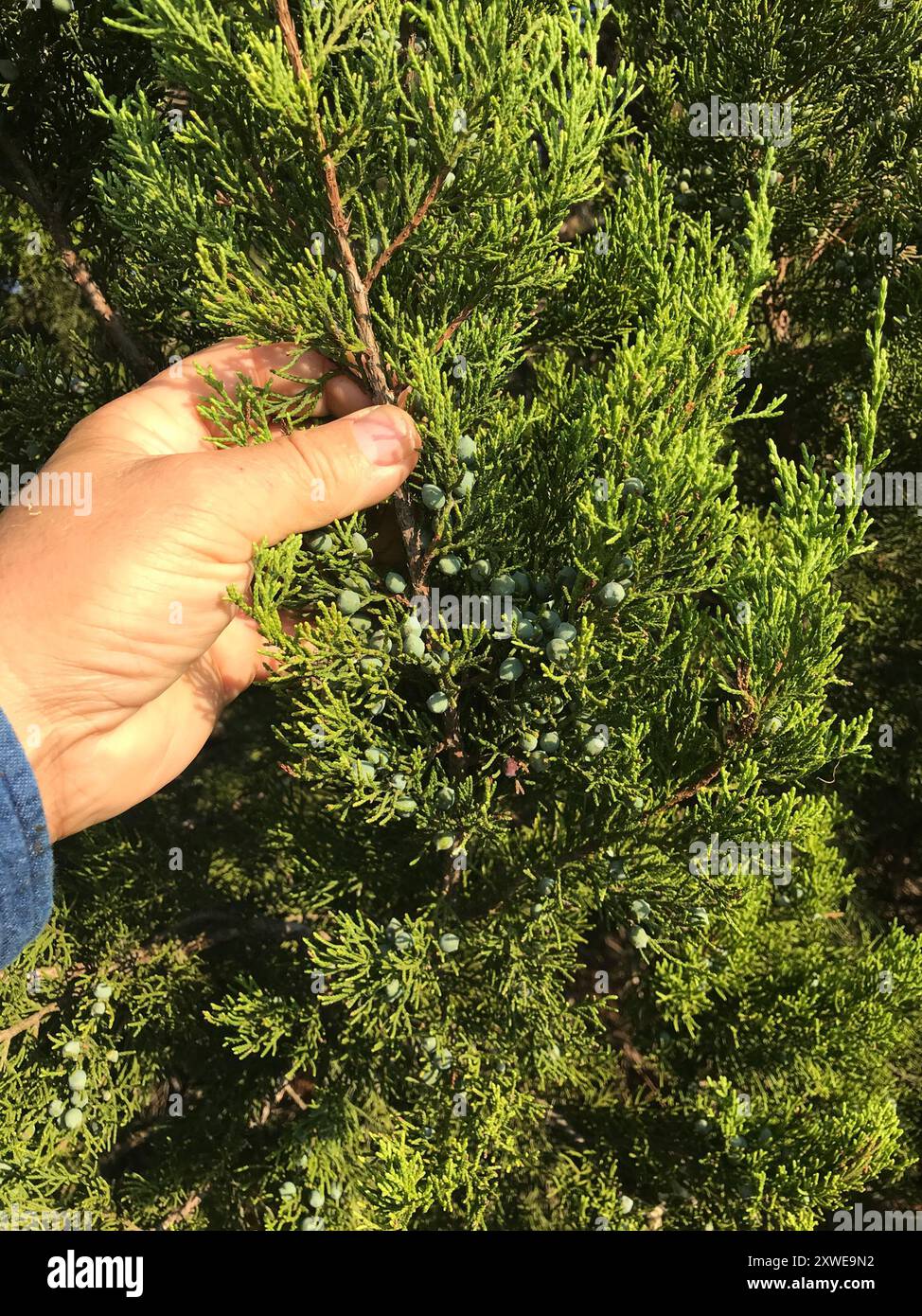 Ashe juniper (Juniperus ashei) Plantae Stock Photo - Alamy