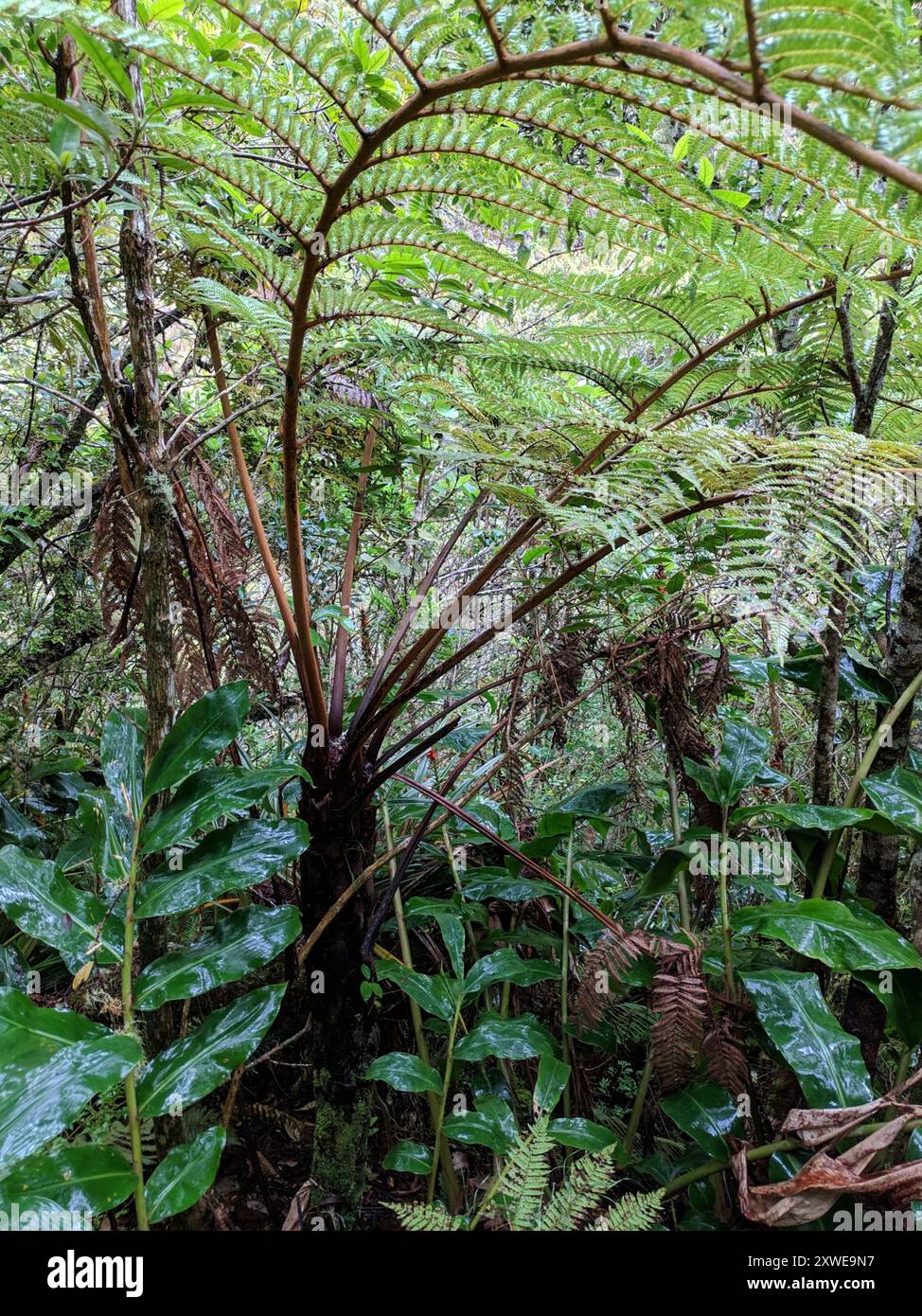 scaly tree ferns (Cyathea) Plantae Stock Photo - Alamy