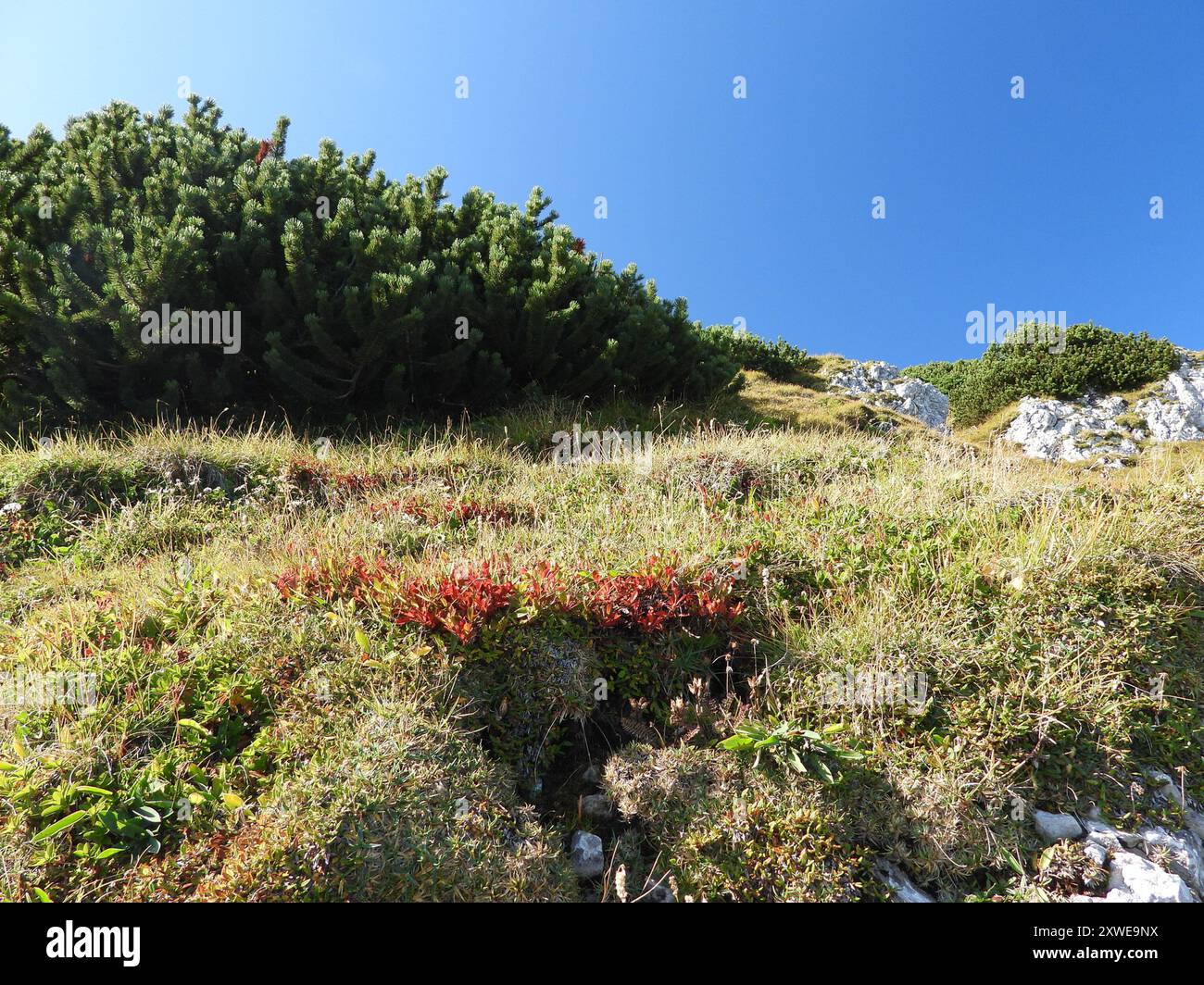 alpine bearberry (Arctous alpina) Plantae Stock Photo - Alamy